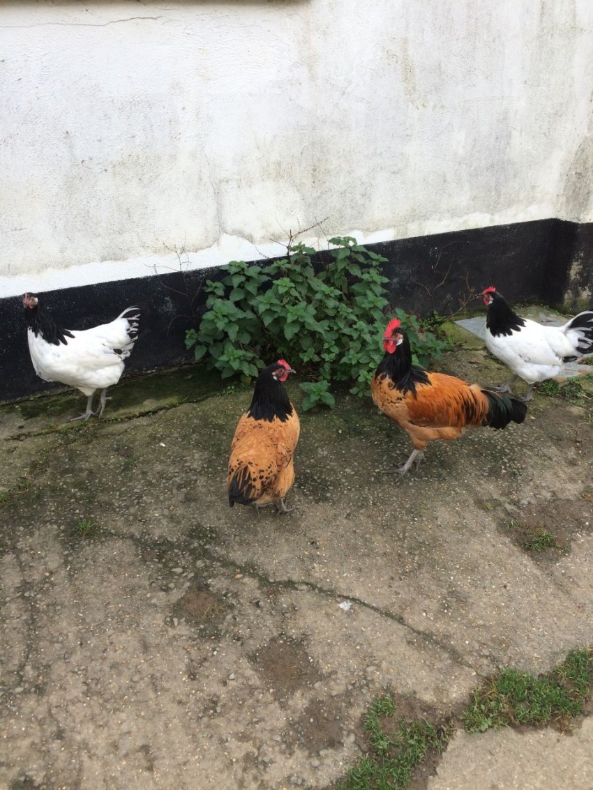 Top 10 Most Beautiful Chicken Breeds In The World - pepNewz